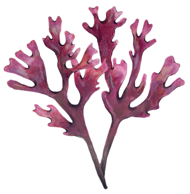 Pacific Dulse | Discover West Coast Seafood